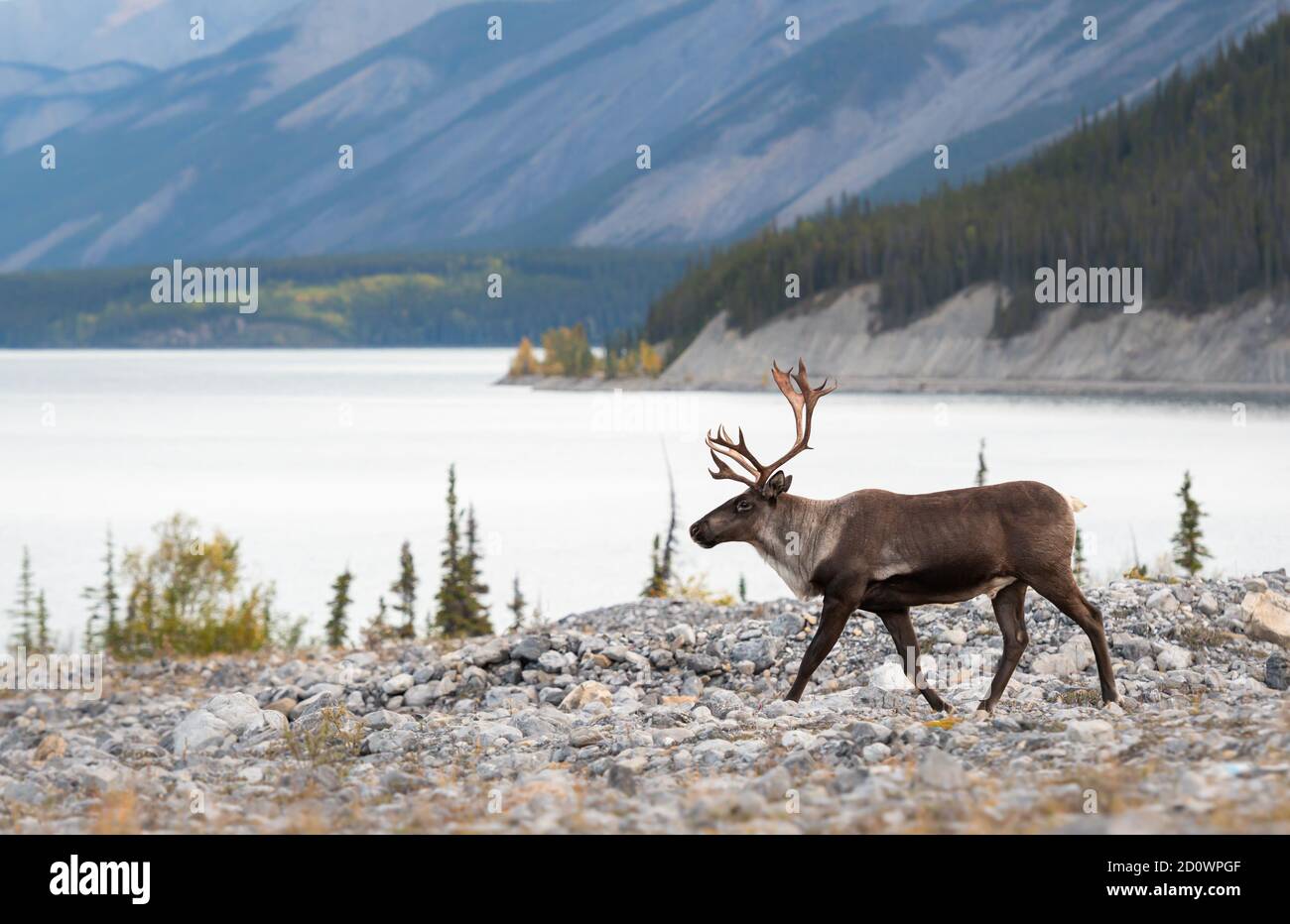 Caribou in the wild Stock Photo - Alamy