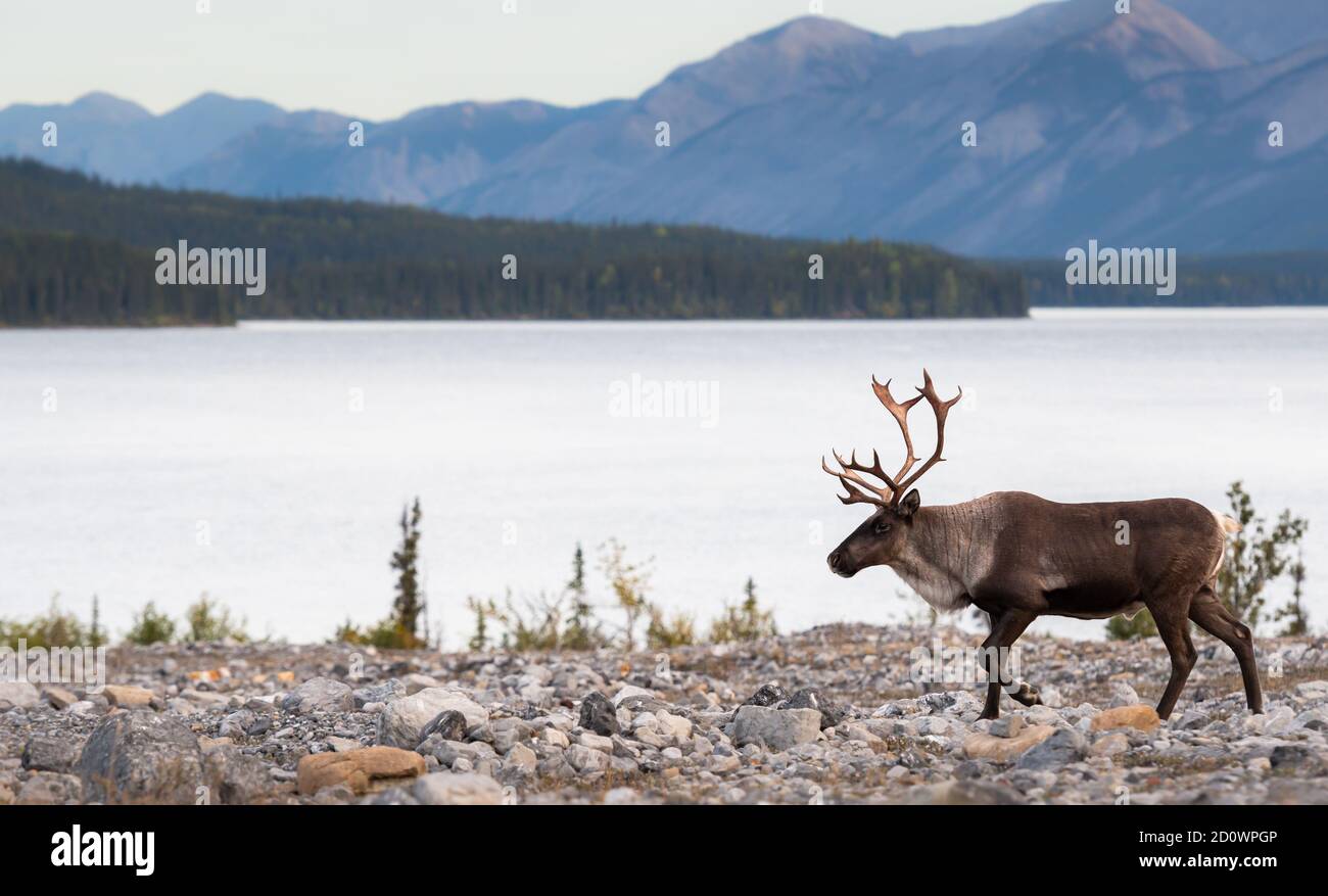 Caribou in the wild Stock Photo - Alamy