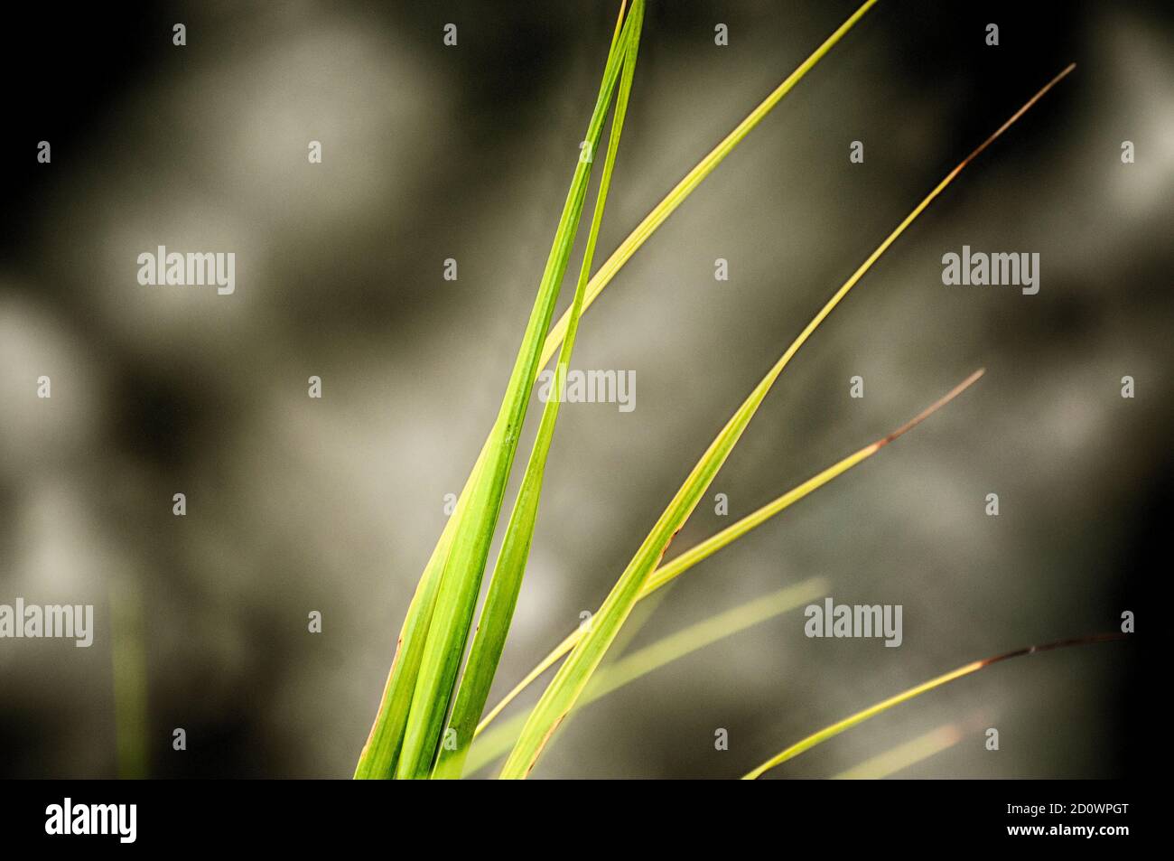Array grass hi-res stock photography and images - Alamy
