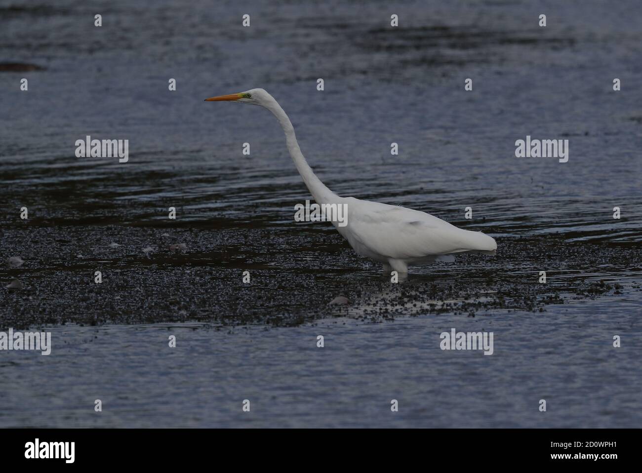 Great White Egret on Patsy`s Pool Stock Photo - Alamy