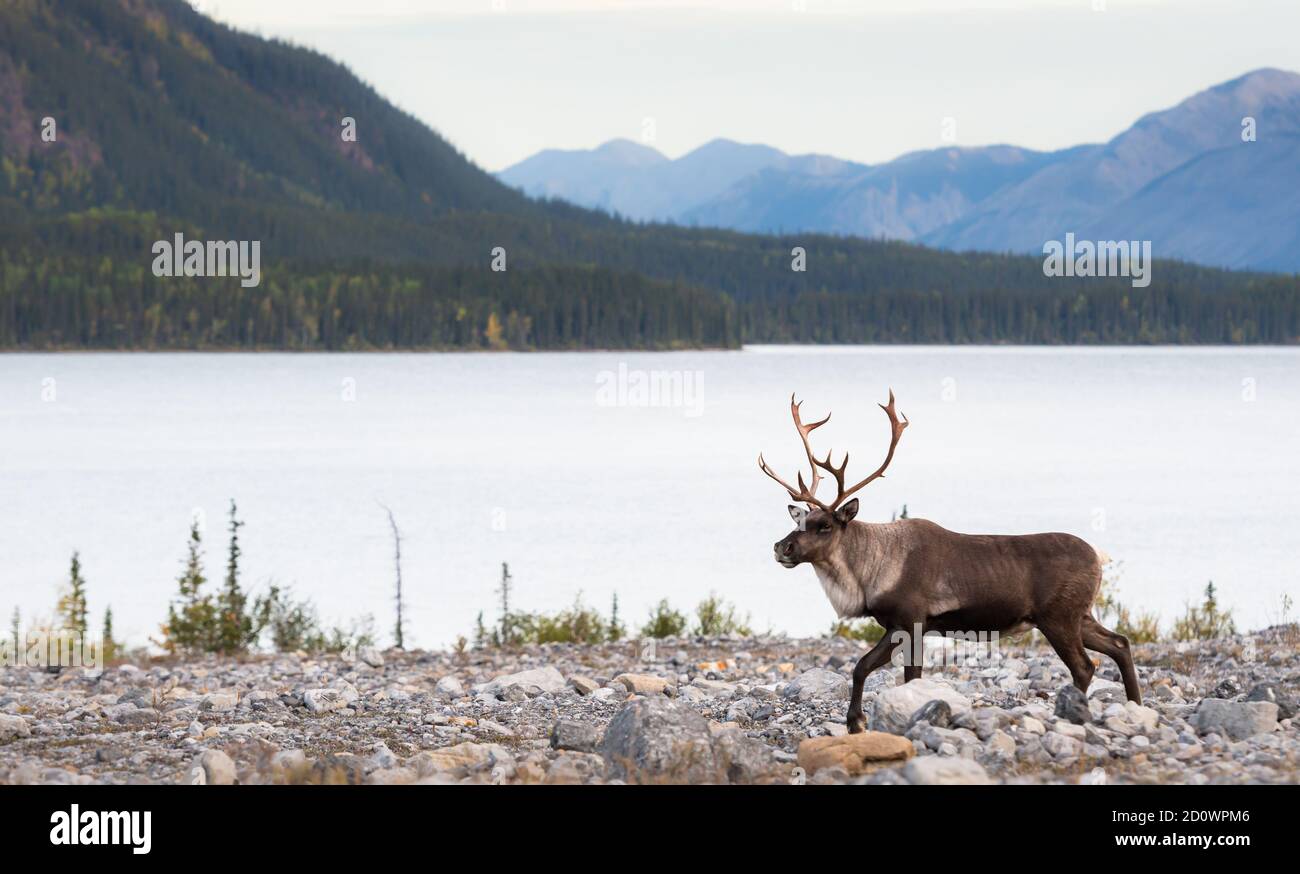 Caribou in the wild Stock Photo - Alamy