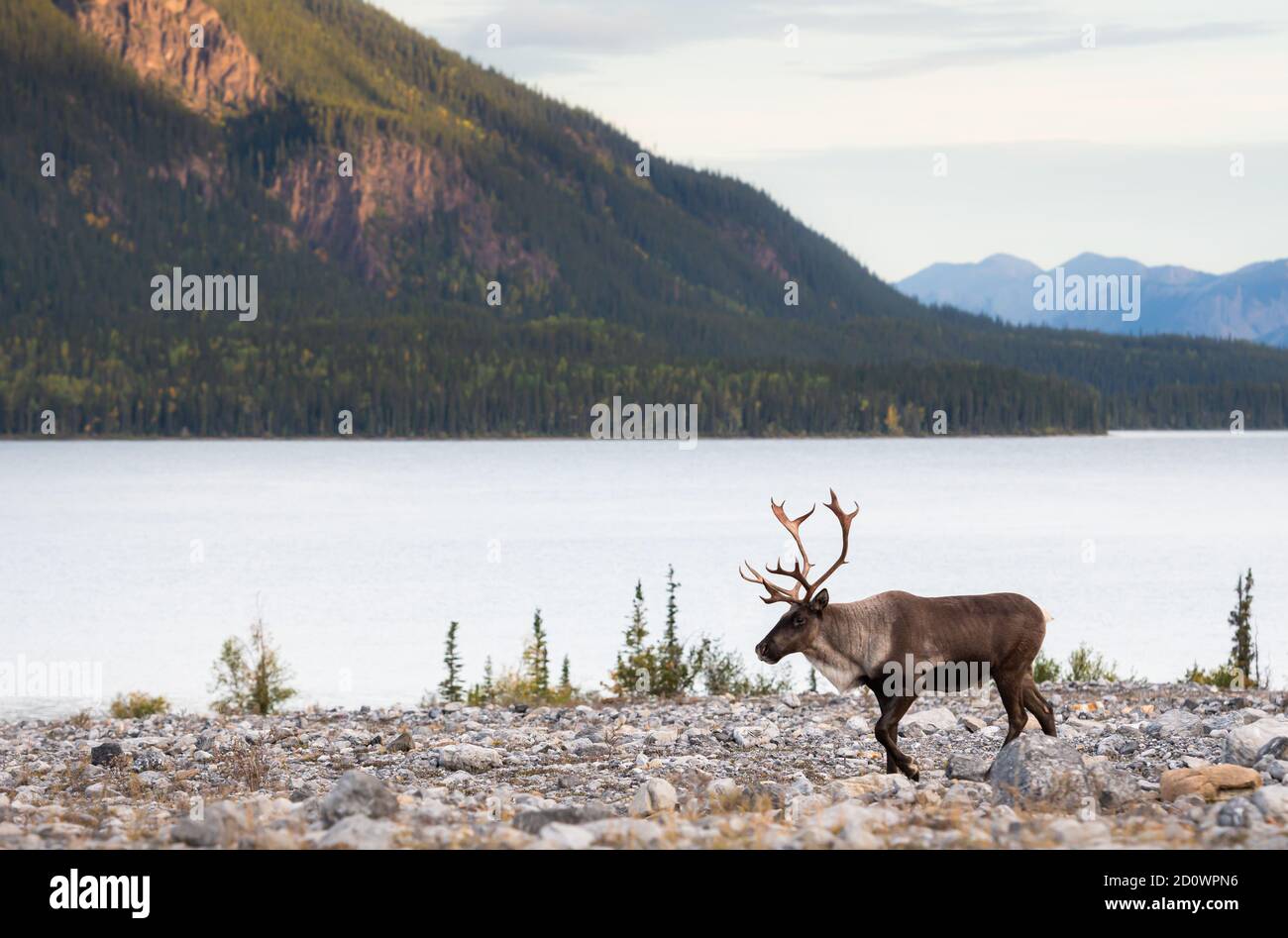 Caribou in the wild Stock Photo - Alamy