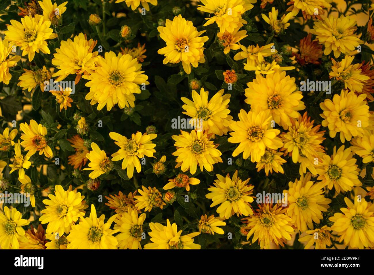 Autumn chrysanths hi-res stock photography and images - Alamy