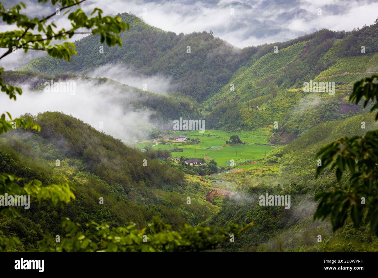 Small Chinese rice farm seen through the mist and trees Stock Photo - Alamy