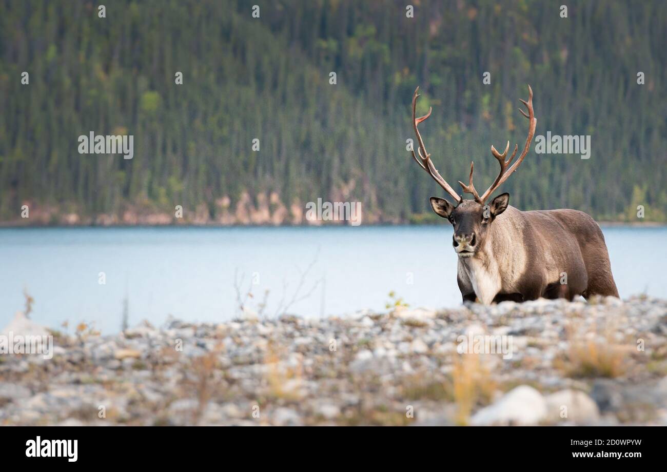 The endangered northern mountain caribou in British Columbia Stock ...