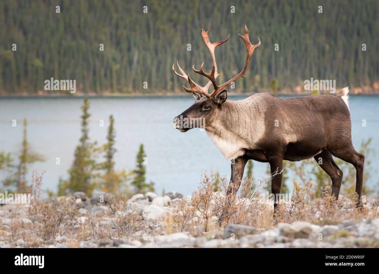 The endangered northern mountain caribou in British Columbia Stock ...