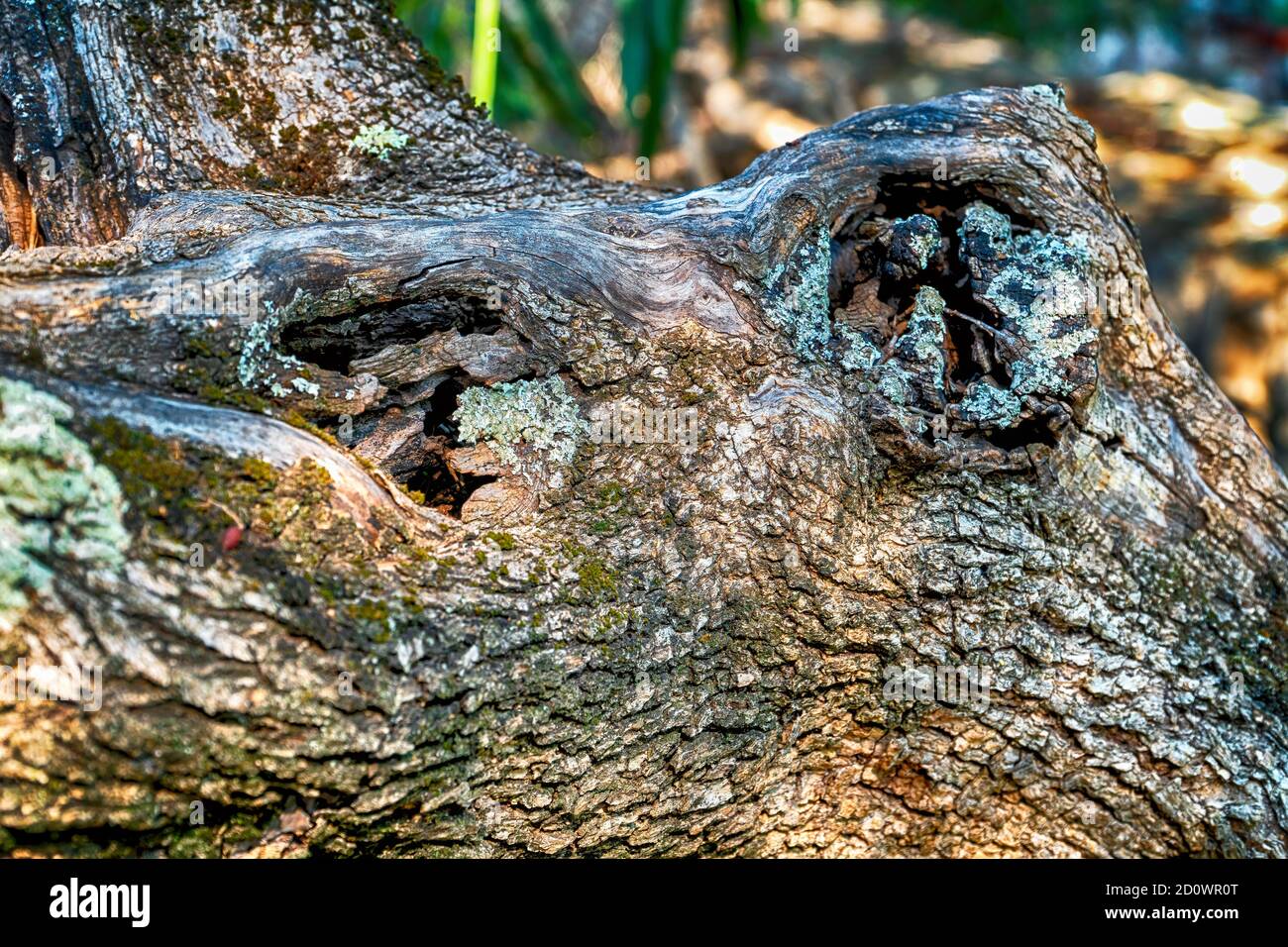 An old and multi colored oak trunk, with moss and bark. Central focus ...