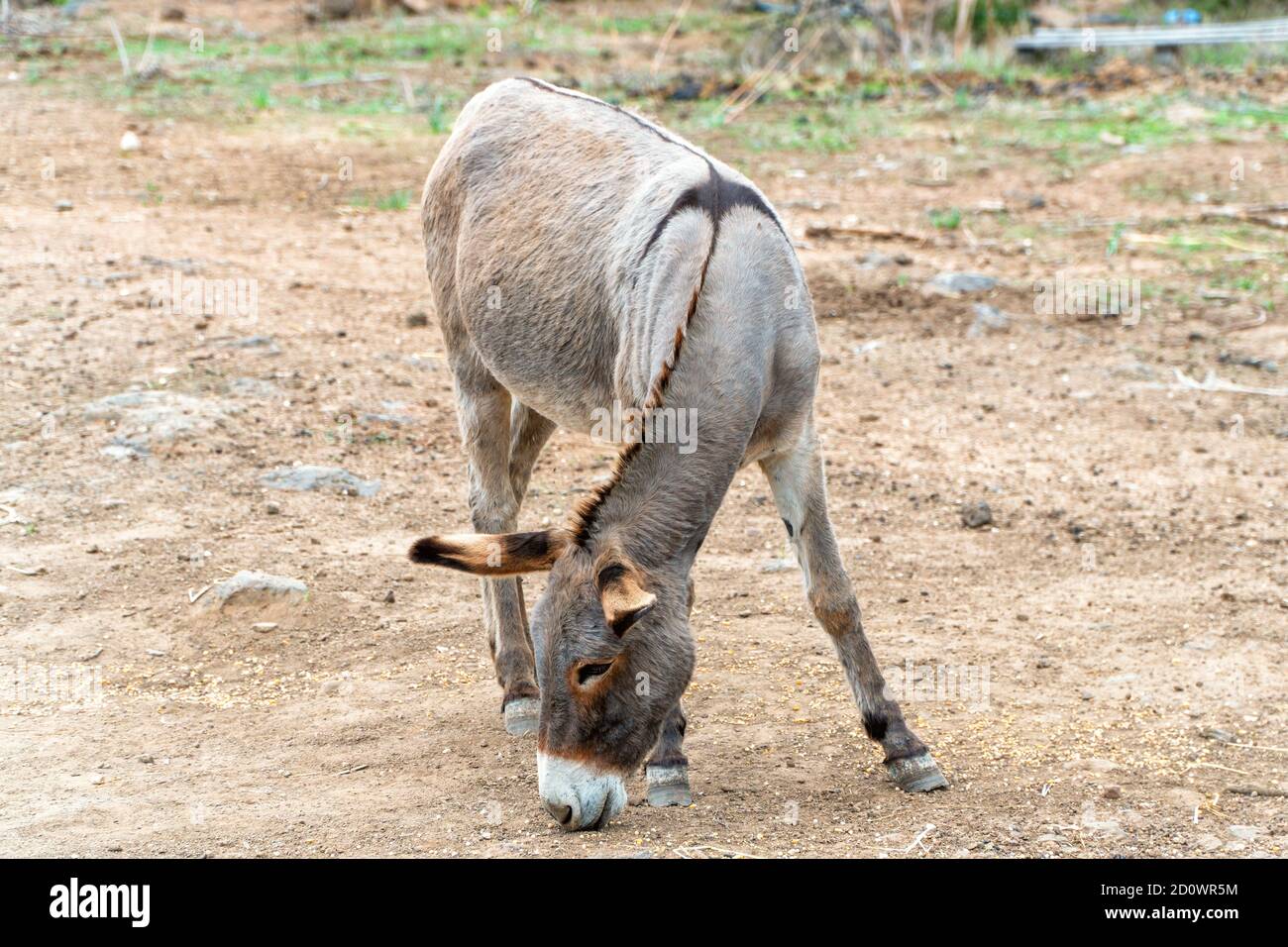 A beautiful gray donkey bends its snout to feed on corn in a farm yard ...