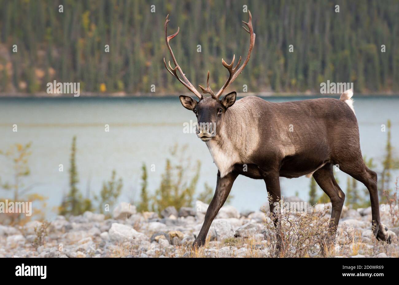 The endangered northern mountain caribou in British Columbia Stock ...