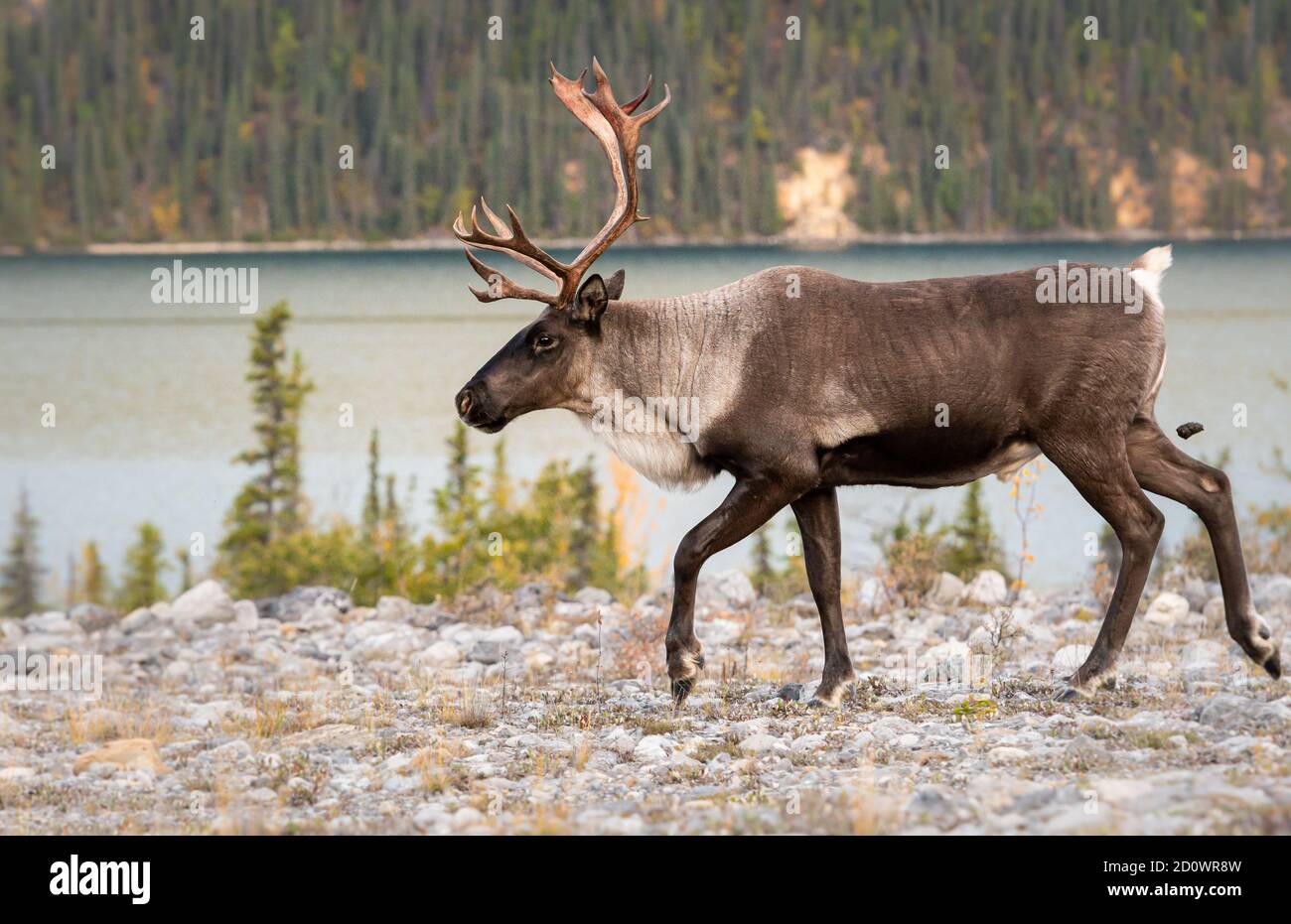 The endangered northern mountain caribou in British Columbia Stock ...