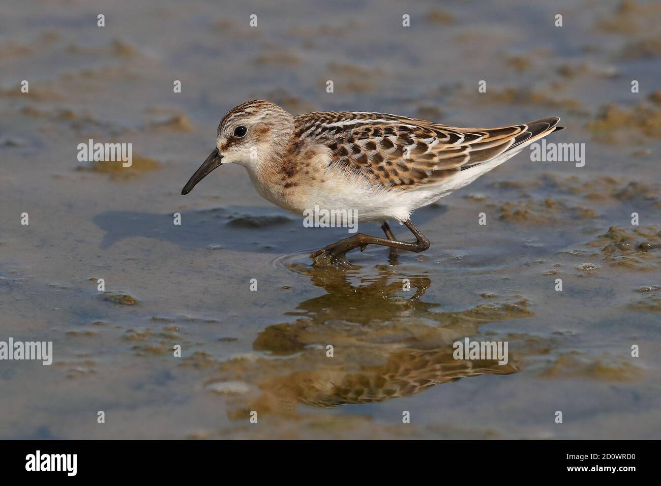 Little stint uk hi-res stock photography and images - Alamy