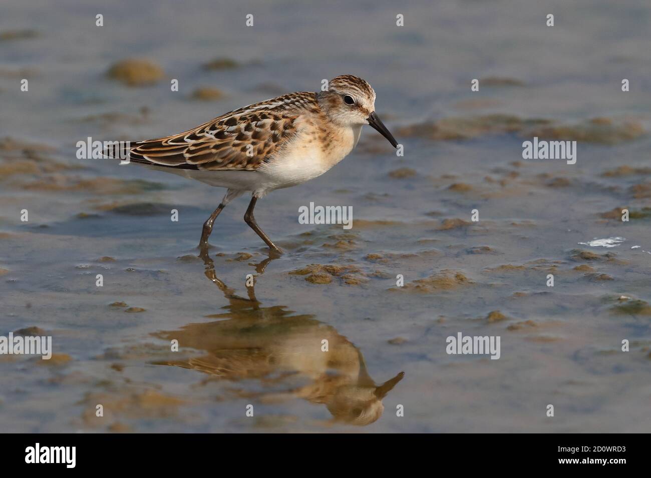 Juvenile Little Stint Stock Photo - Alamy