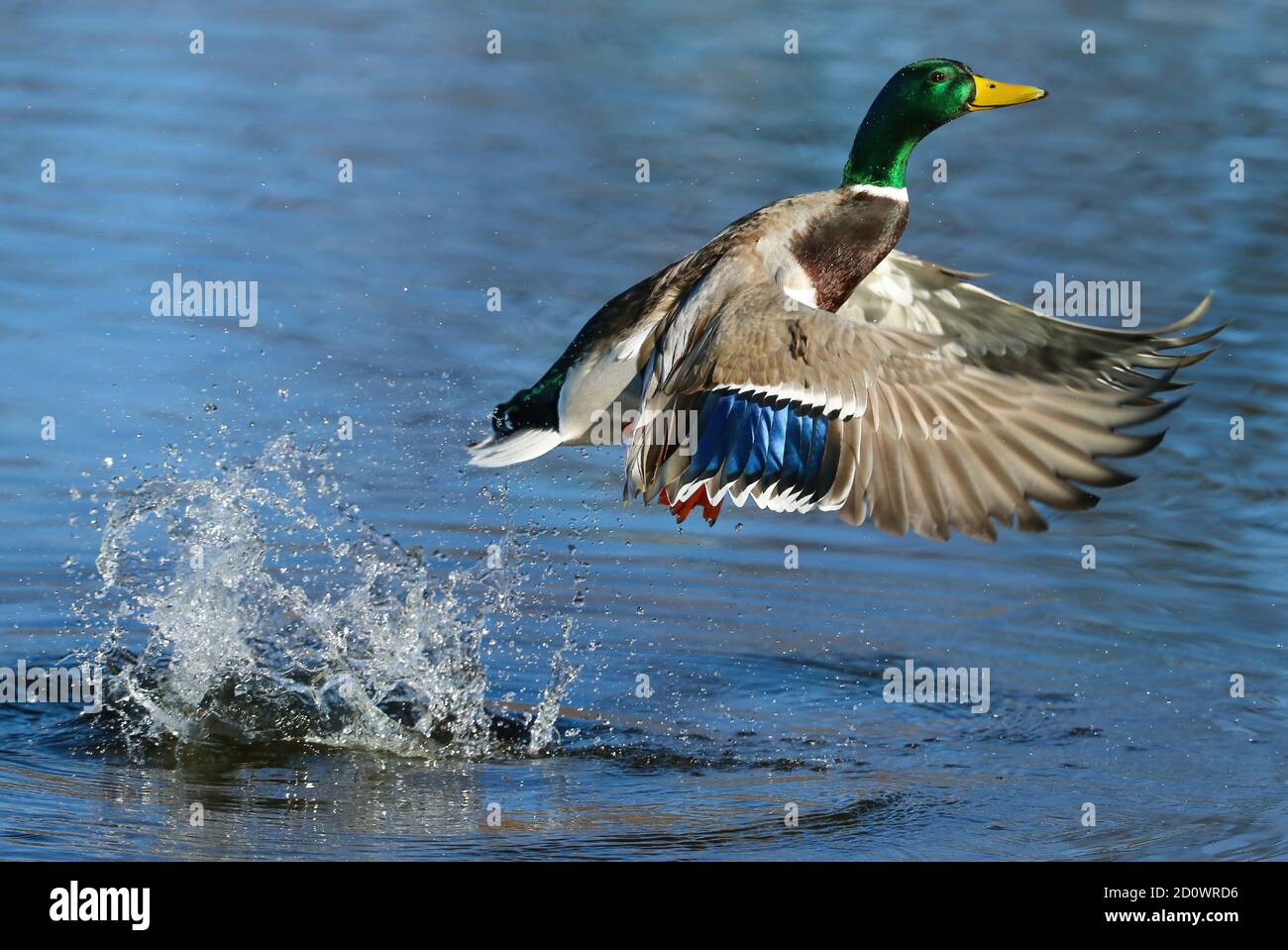 A Mallard Duck jumping out of the water with a big splash at close ...