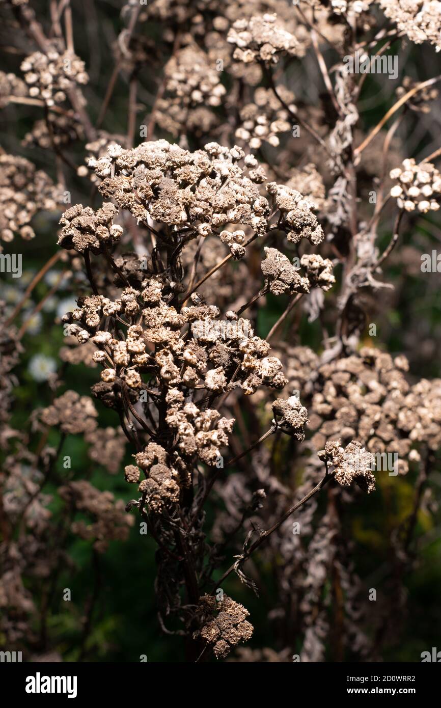 European elder hi-res stock photography and images - Alamy