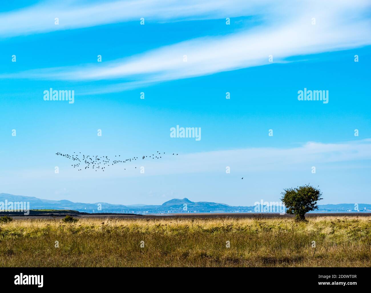 Pink-footed geese flying in a V-formation (Anser brachyrhynchus ...