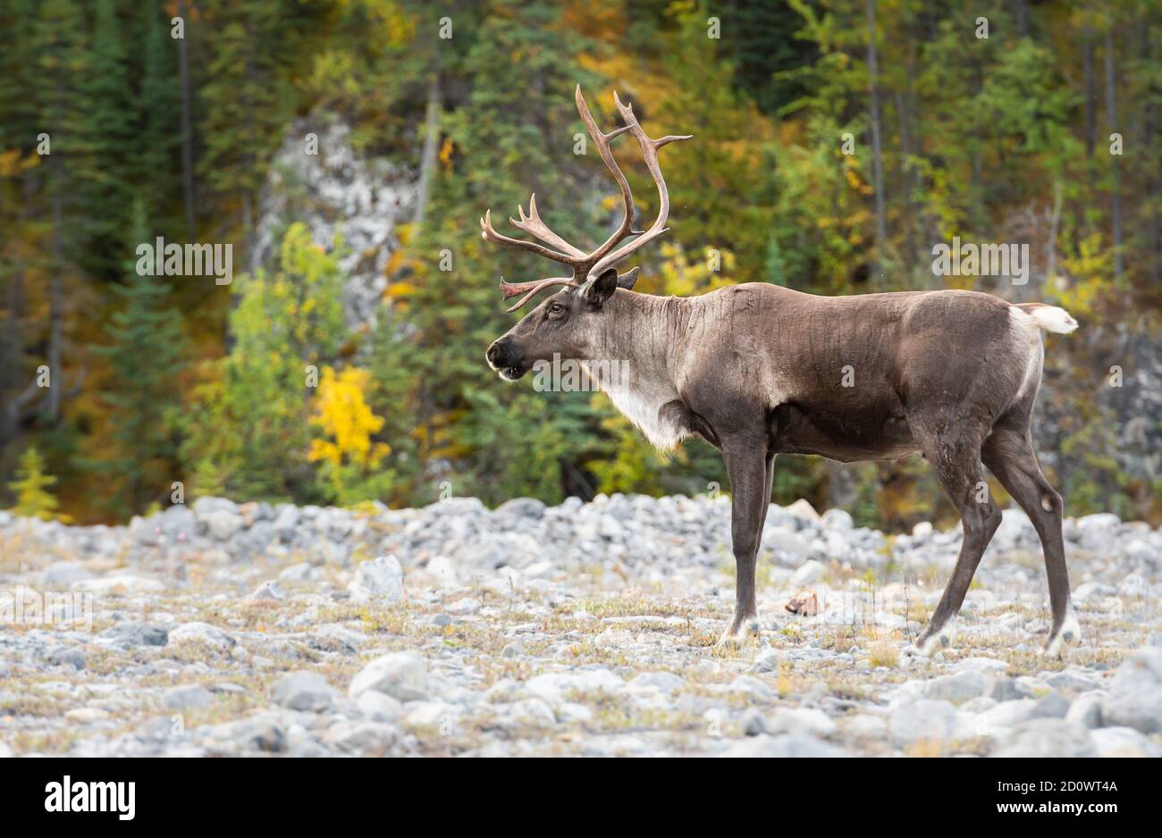 The endangered northern mountain caribou in British Columbia Stock ...