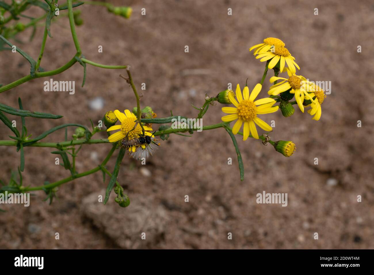 Bulls eye euryops chrysanthemoides hi-res stock photography and images ...