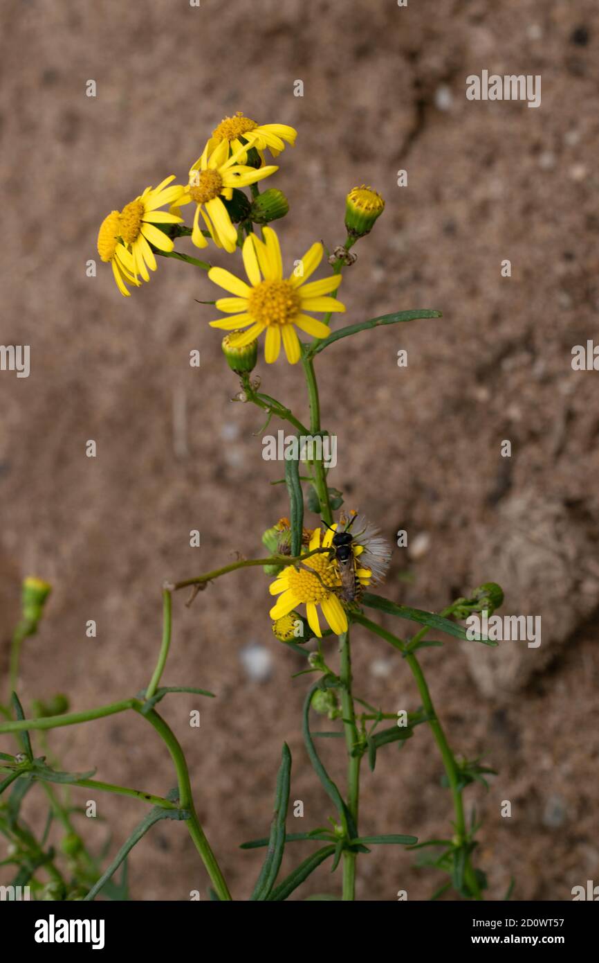 Bulls Eye Euryops Chrysanthemoides High Resolution Stock Photography ...