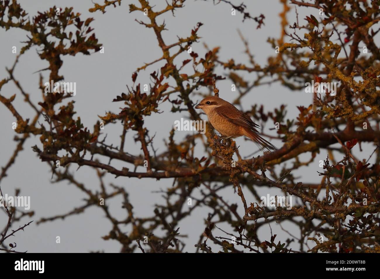 1st Winter Brown Shrike at Warham Greens Stock Photo - Alamy