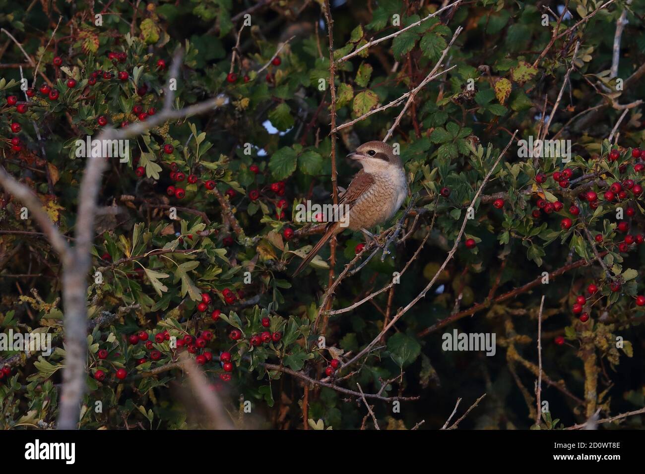 1st Winter Brown Shrike at Warham Greens Stock Photo - Alamy