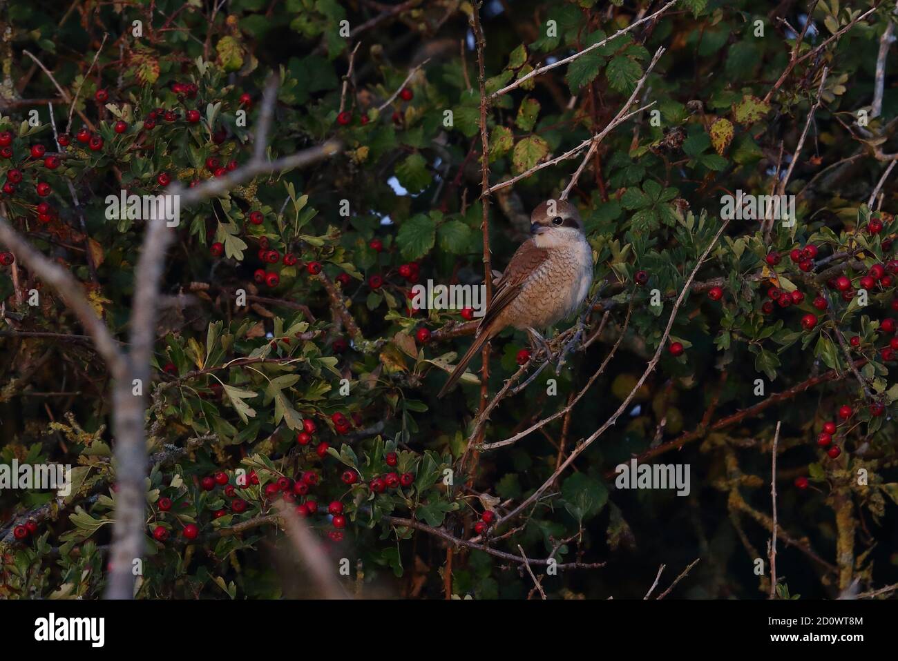 Brown shrike uk hi-res stock photography and images - Alamy