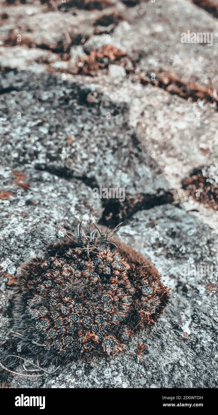 Closeup of vegetation growing on rocks, vertical shot Stock Photo - Alamy