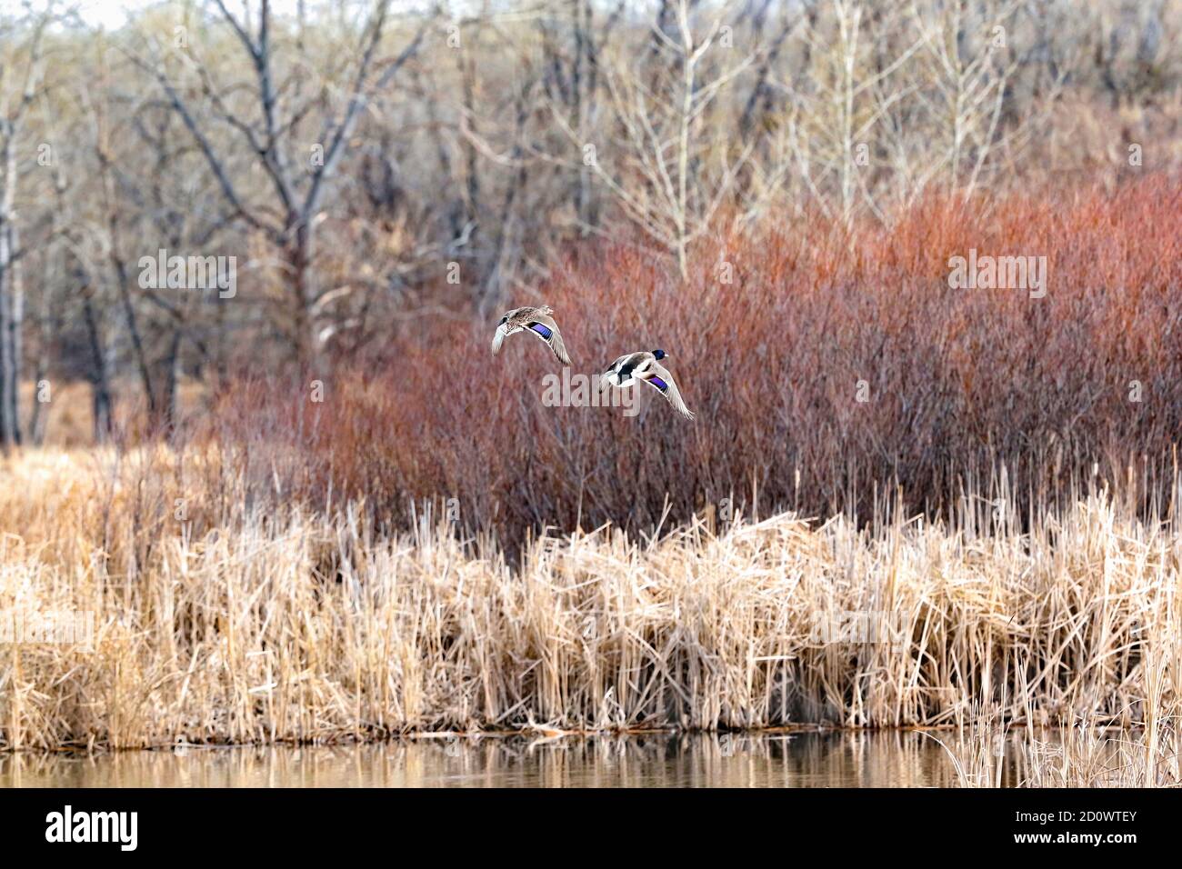 A Mallard couple flying over a pond and into the woods with some red ...