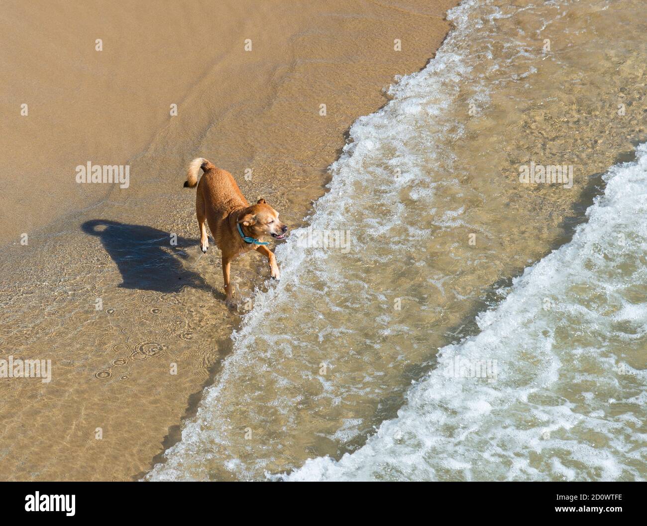 Dog jumping a wave at the beach Stock Photo - Alamy