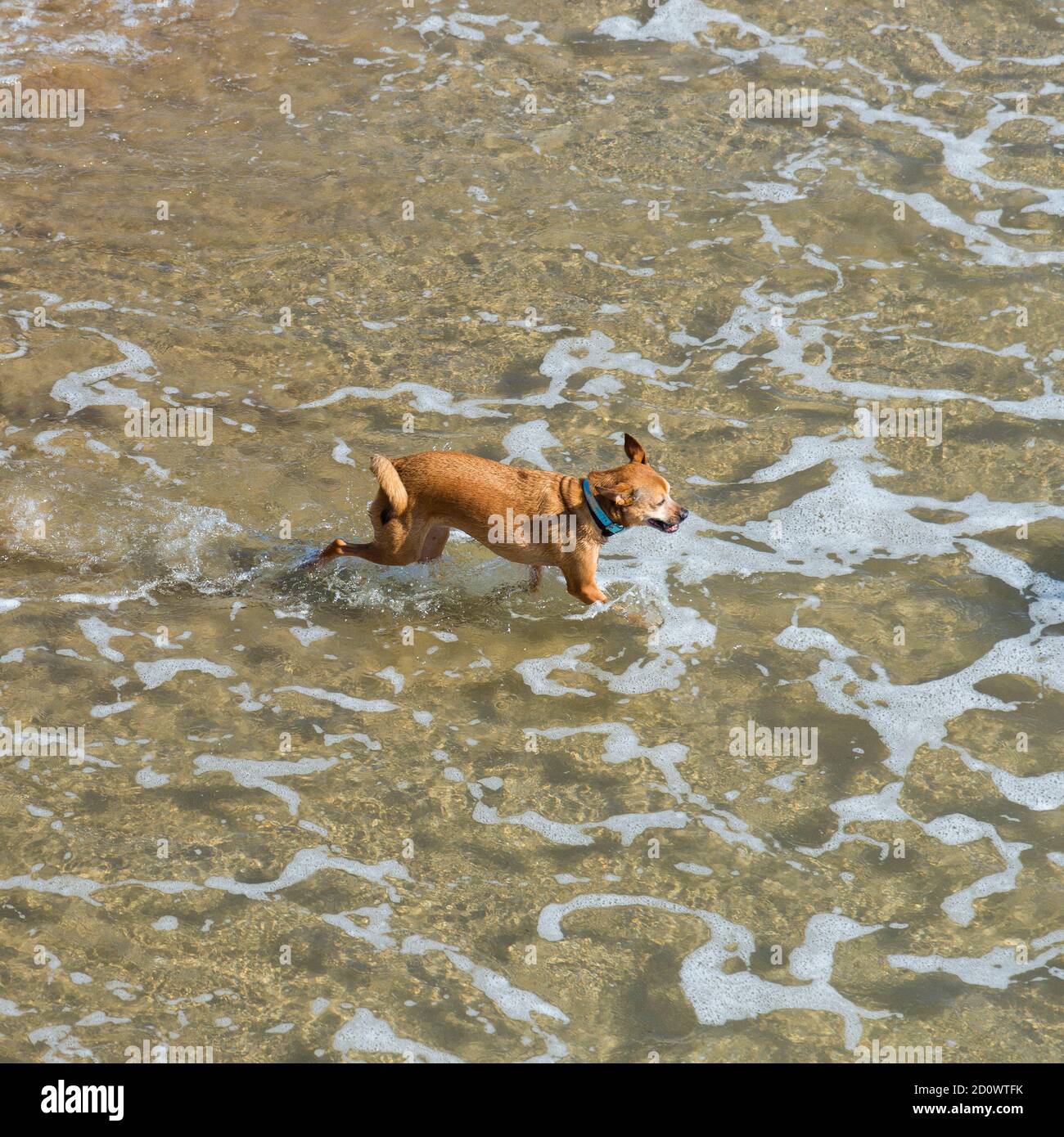 Dog running on the sea Stock Photo - Alamy
