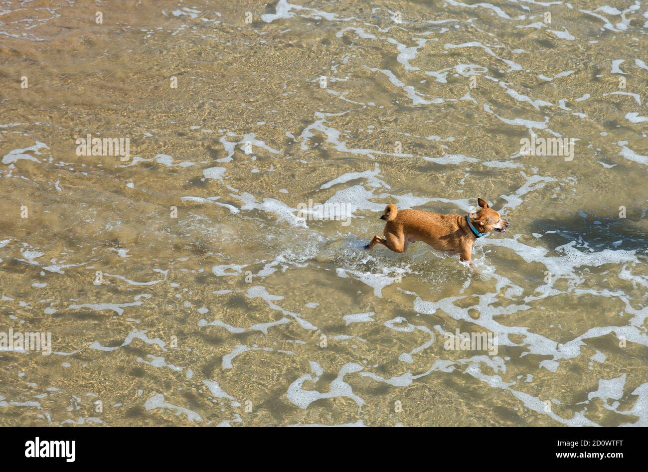 Dog running on the sea Stock Photo - Alamy