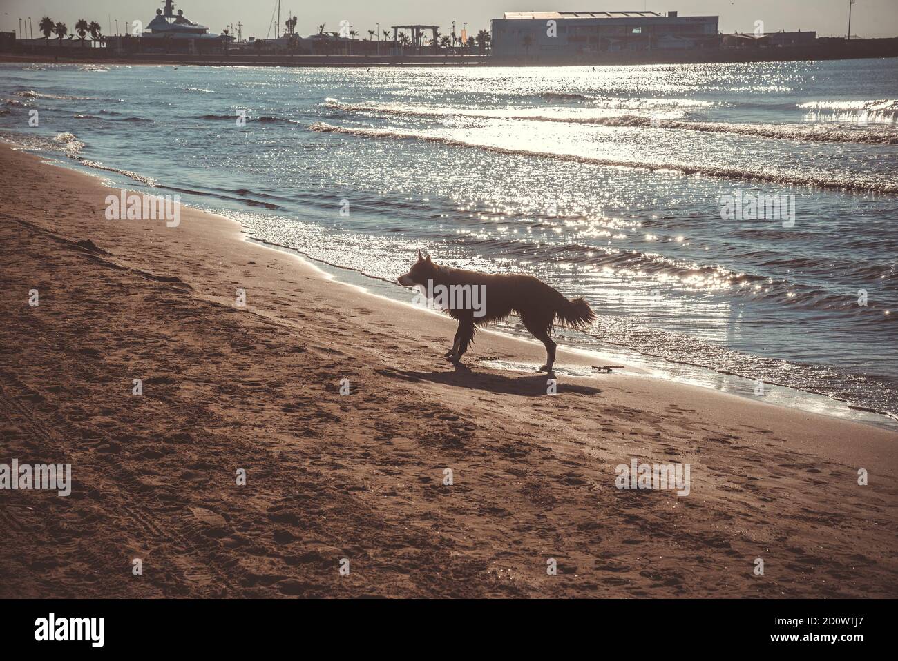 Dog running on the beach Stock Photo - Alamy