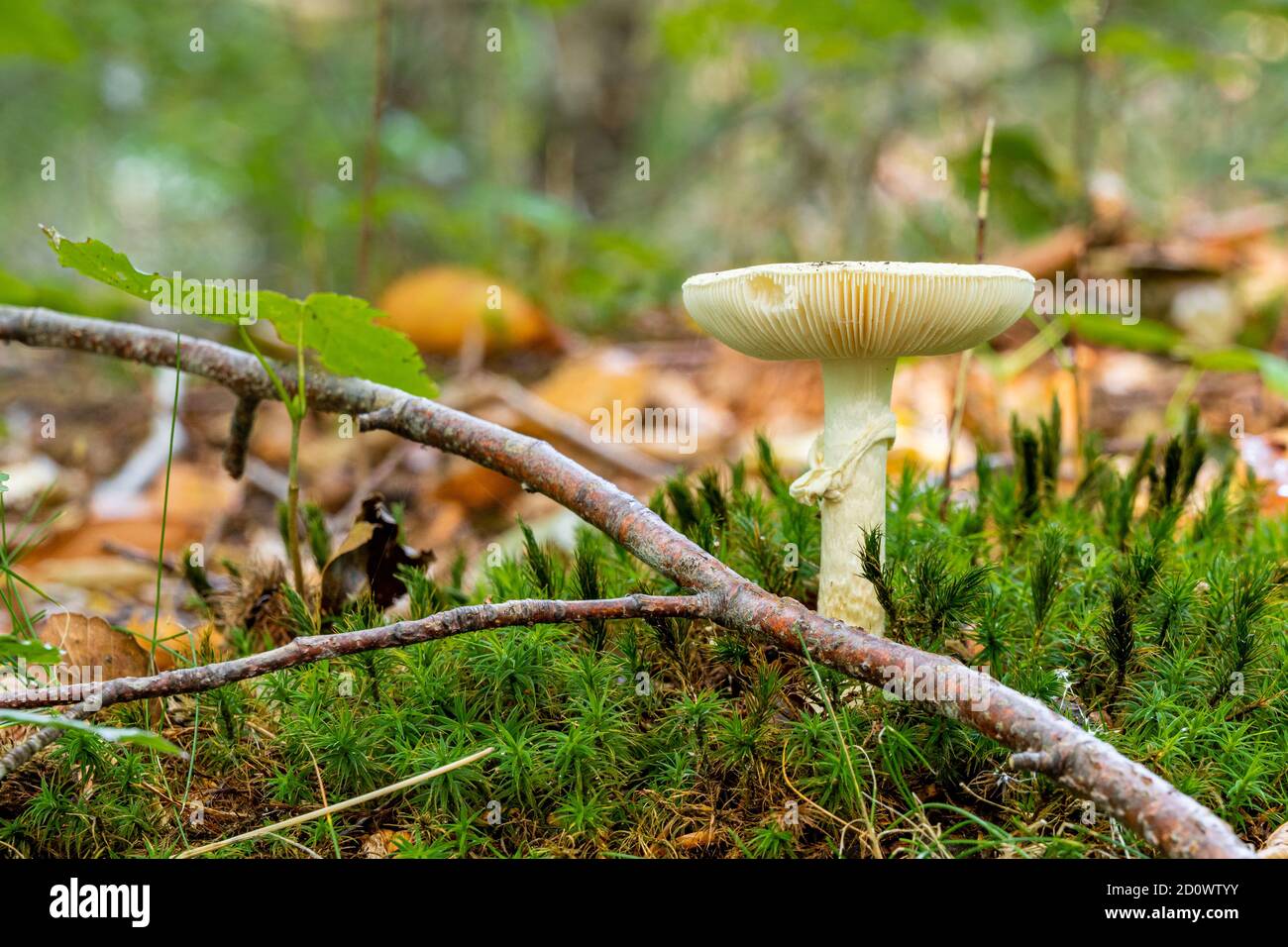 A closeup picture of a fungus in a forest. Bright green and blurry ...