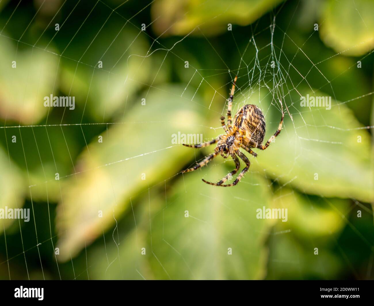 Spiders web tree uk hi-res stock photography and images - Alamy