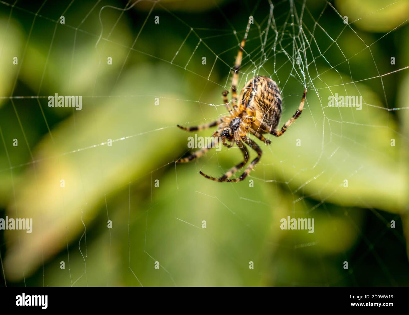Garden Spider on web in the UK Stock Photo - Alamy