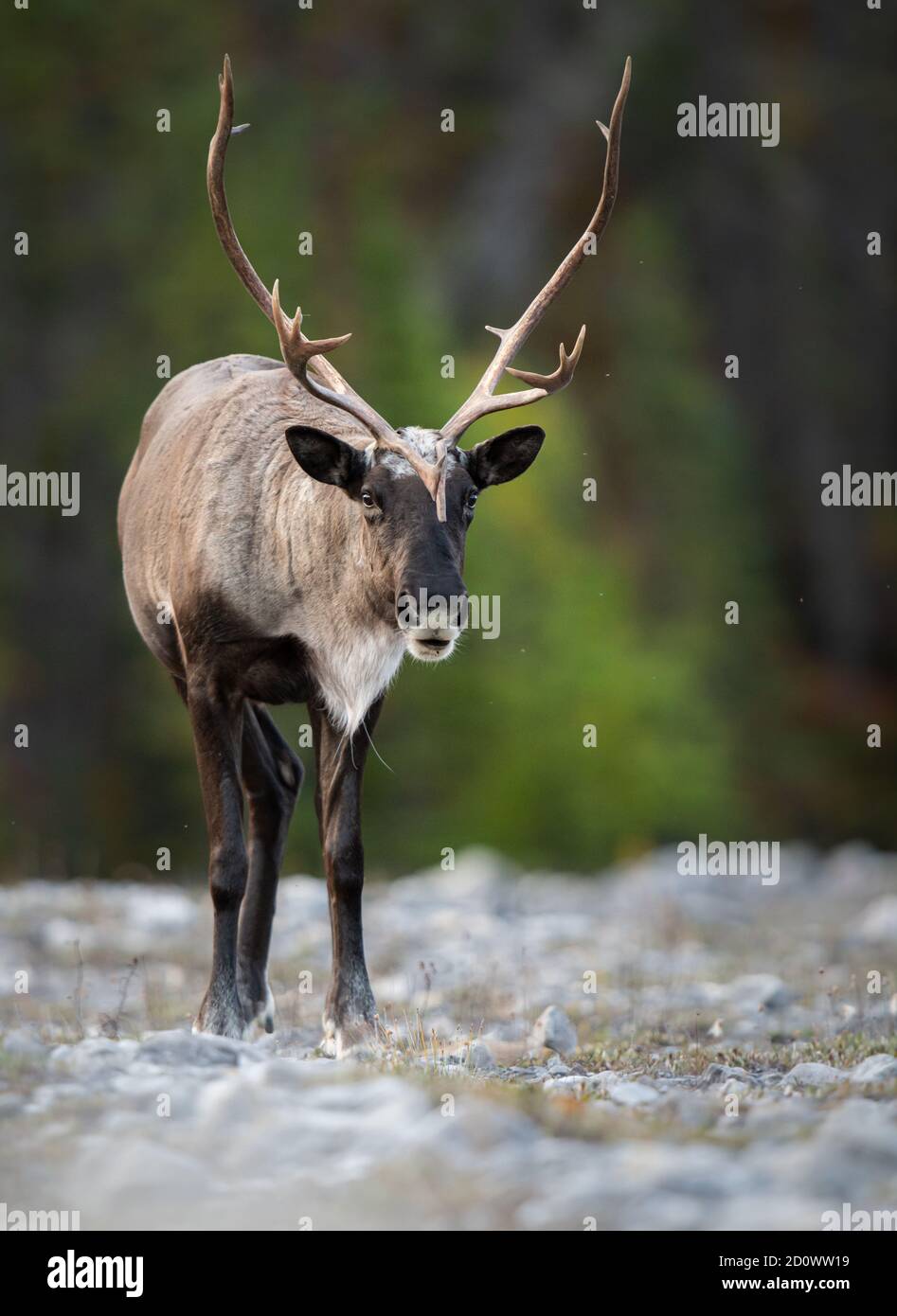 The endangered northern mountain caribou in British Columbia Stock ...