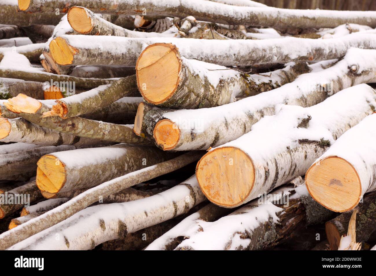 Pile of freshly cut birch timber covered with snow Stock Photo - Alamy