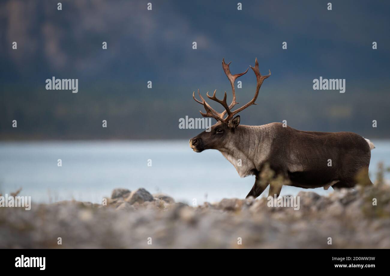 The endangered northern mountain caribou in British Columbia Stock ...