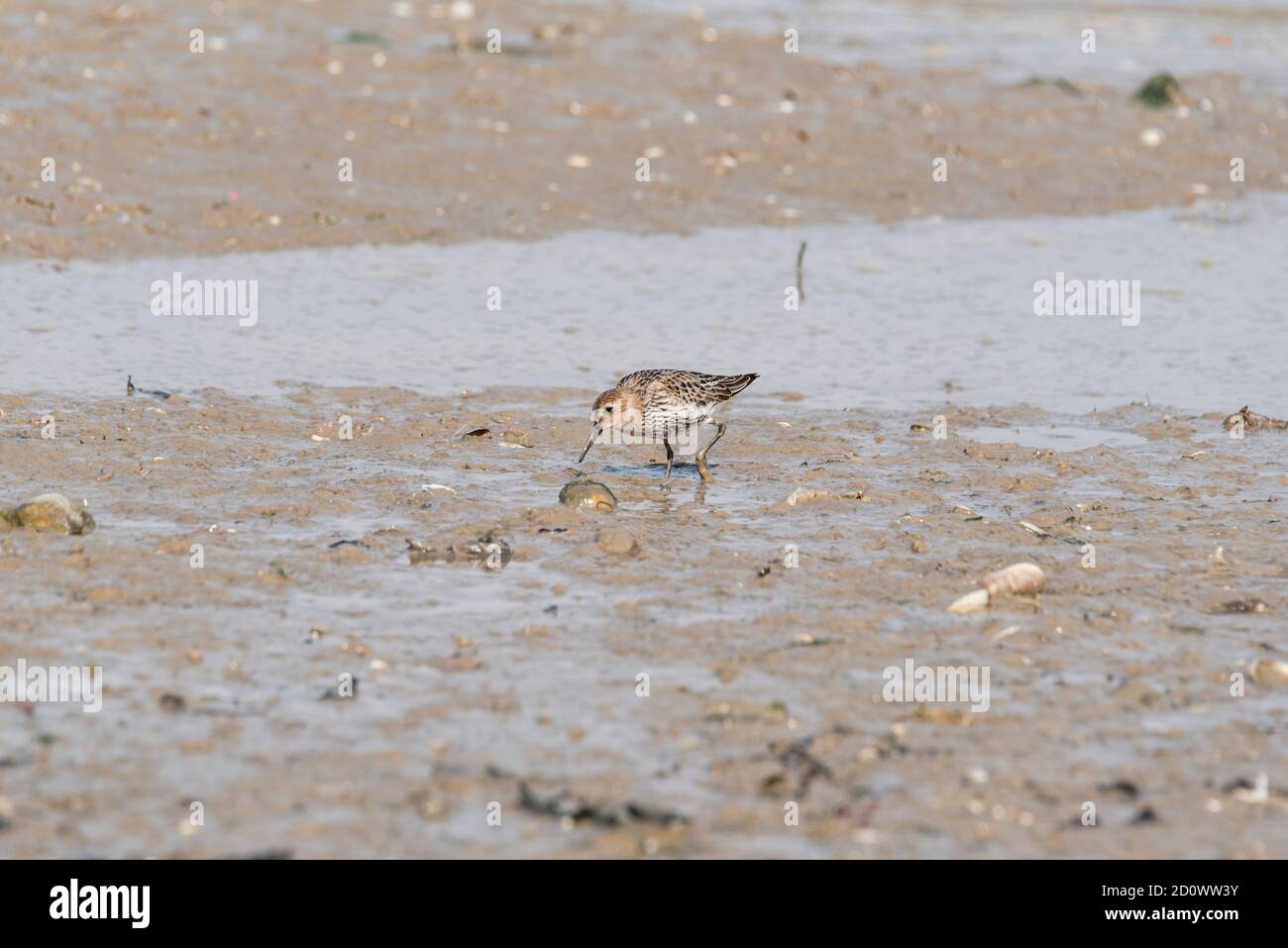 Juvenile dunlin uk hi-res stock photography and images - Alamy
