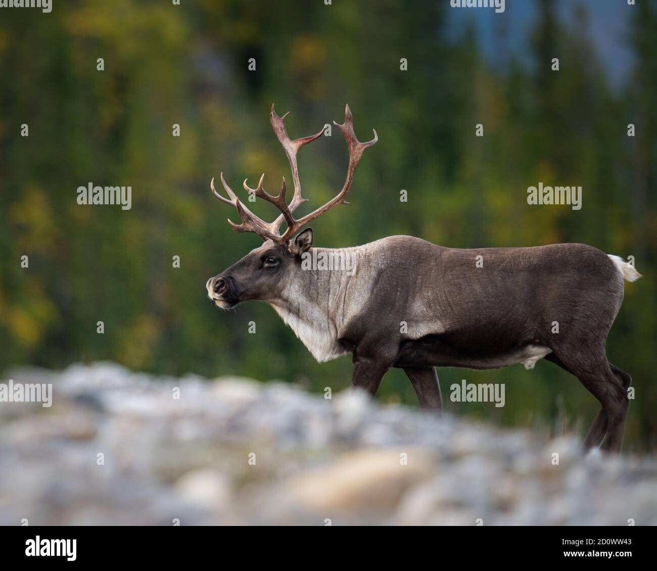 The endangered northern mountain caribou in British Columbia Stock ...