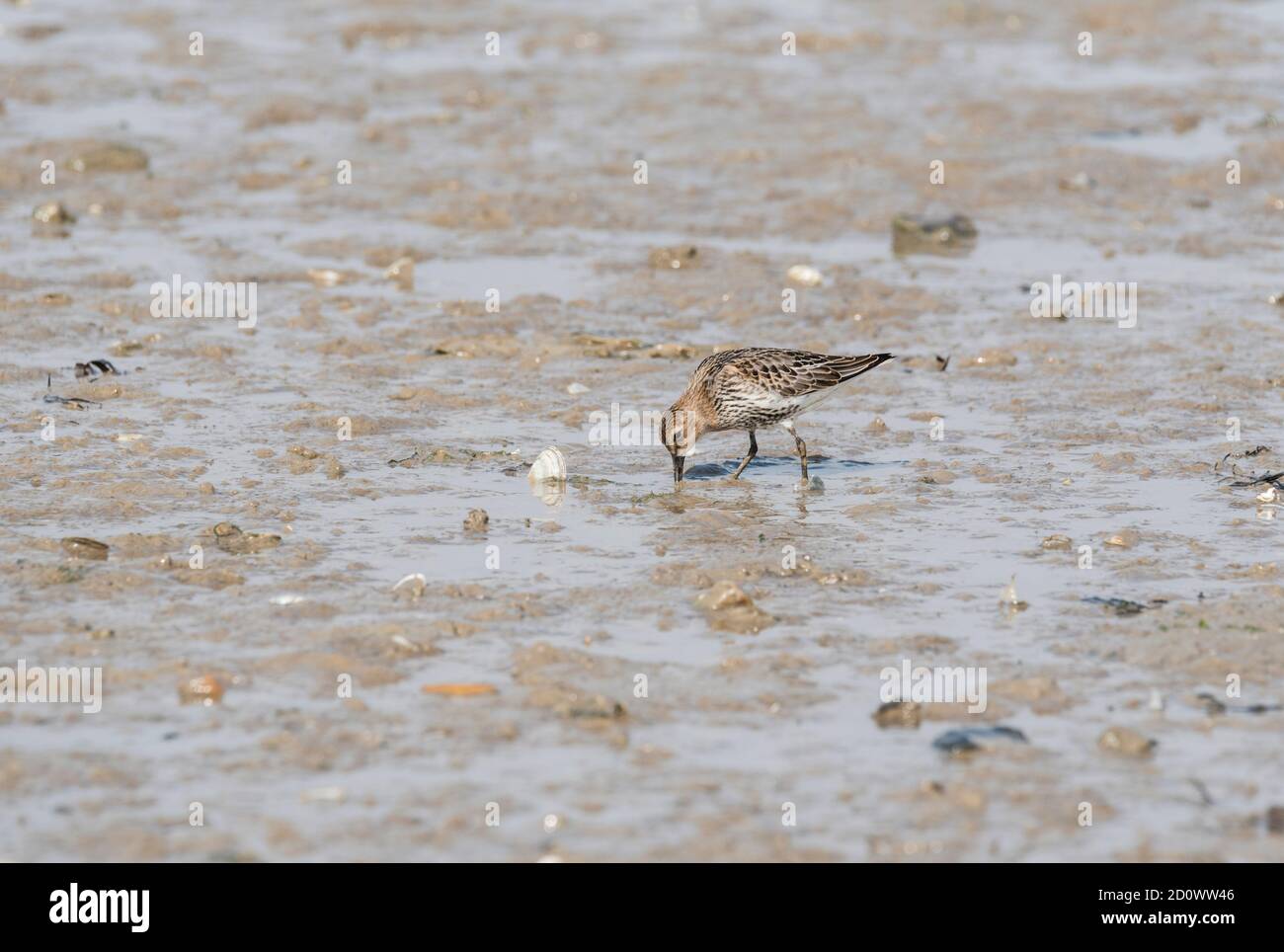 Juvenile dunlin uk hi-res stock photography and images - Alamy