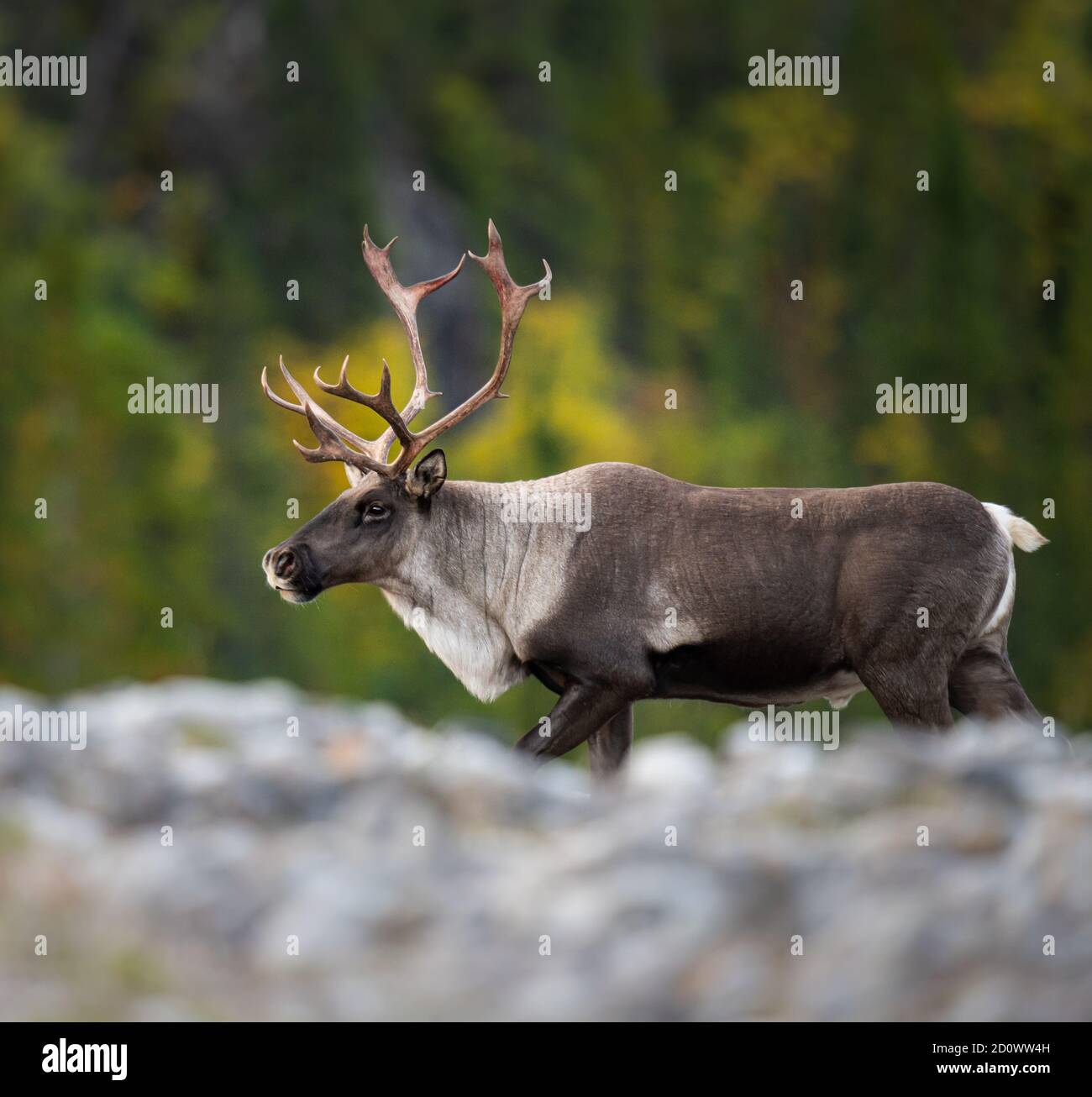 The endangered northern mountain caribou in British Columbia Stock ...