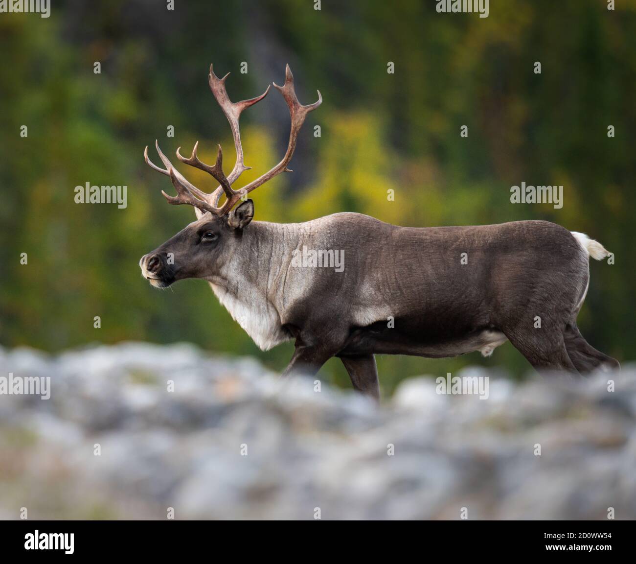 The endangered northern mountain caribou in British Columbia Stock ...