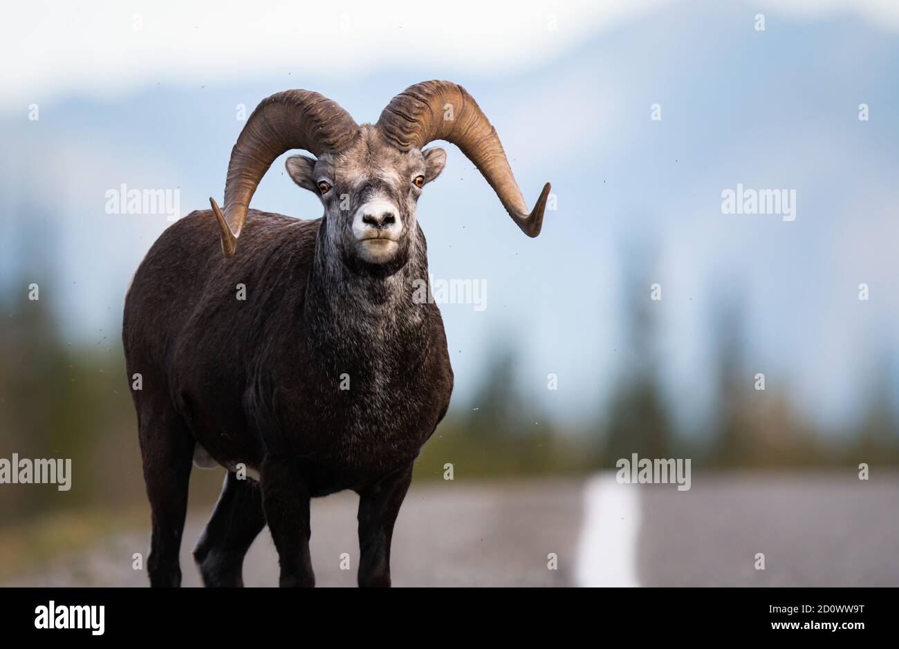 Stone sheep ram in the wild Stock Photo - Alamy