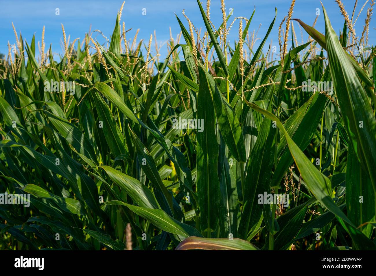 A green field of corn growing up in the autumne. Rows of fresh unpicked ...