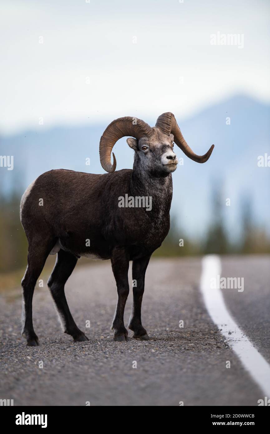 Stone sheep ram in the wild Stock Photo - Alamy