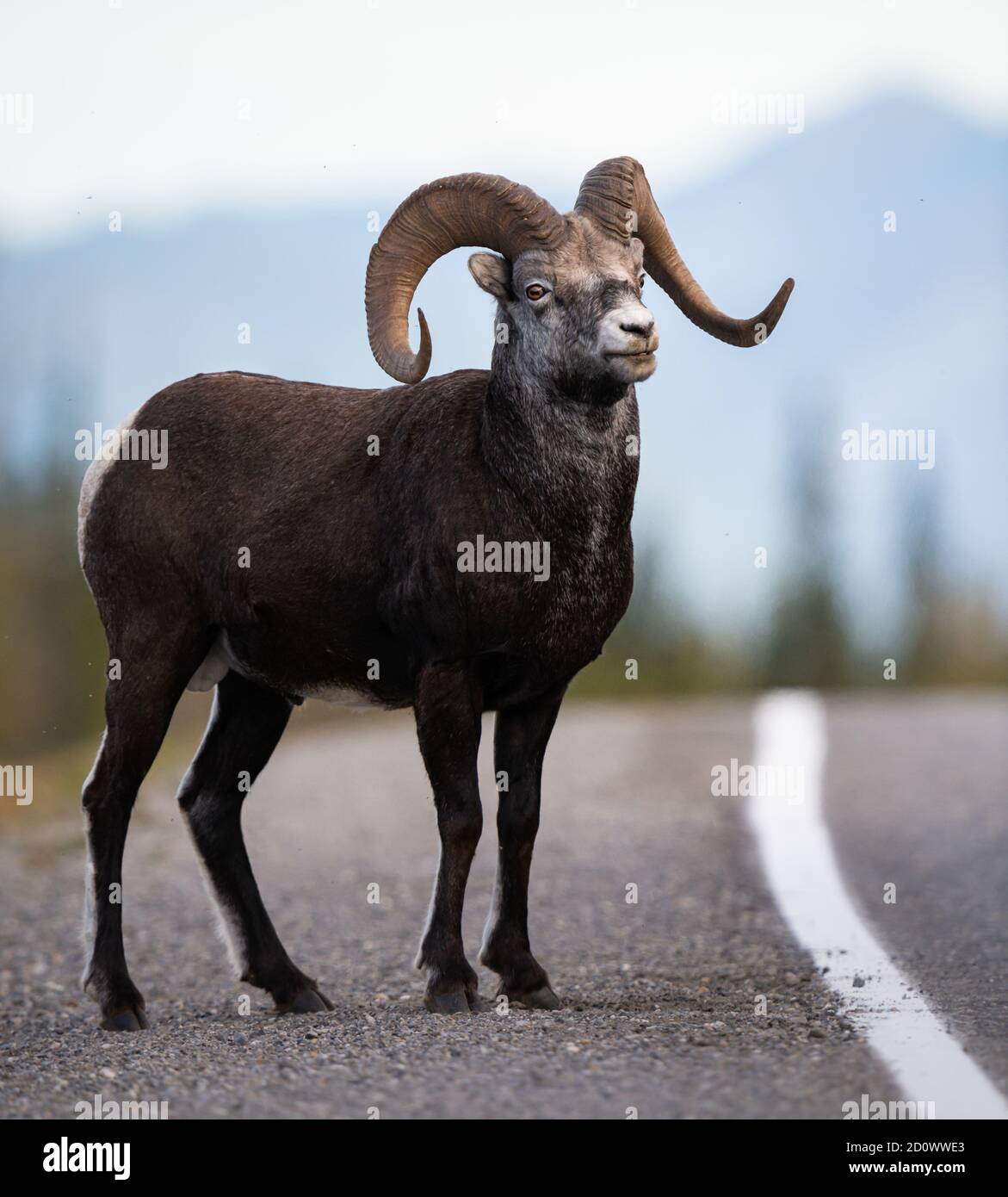 Stone sheep ram in the wild Stock Photo - Alamy