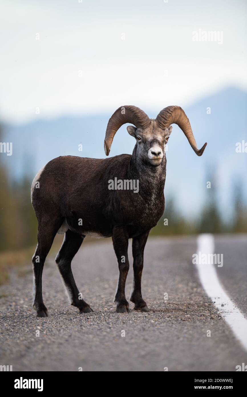 Stone sheep ram in the wild Stock Photo - Alamy