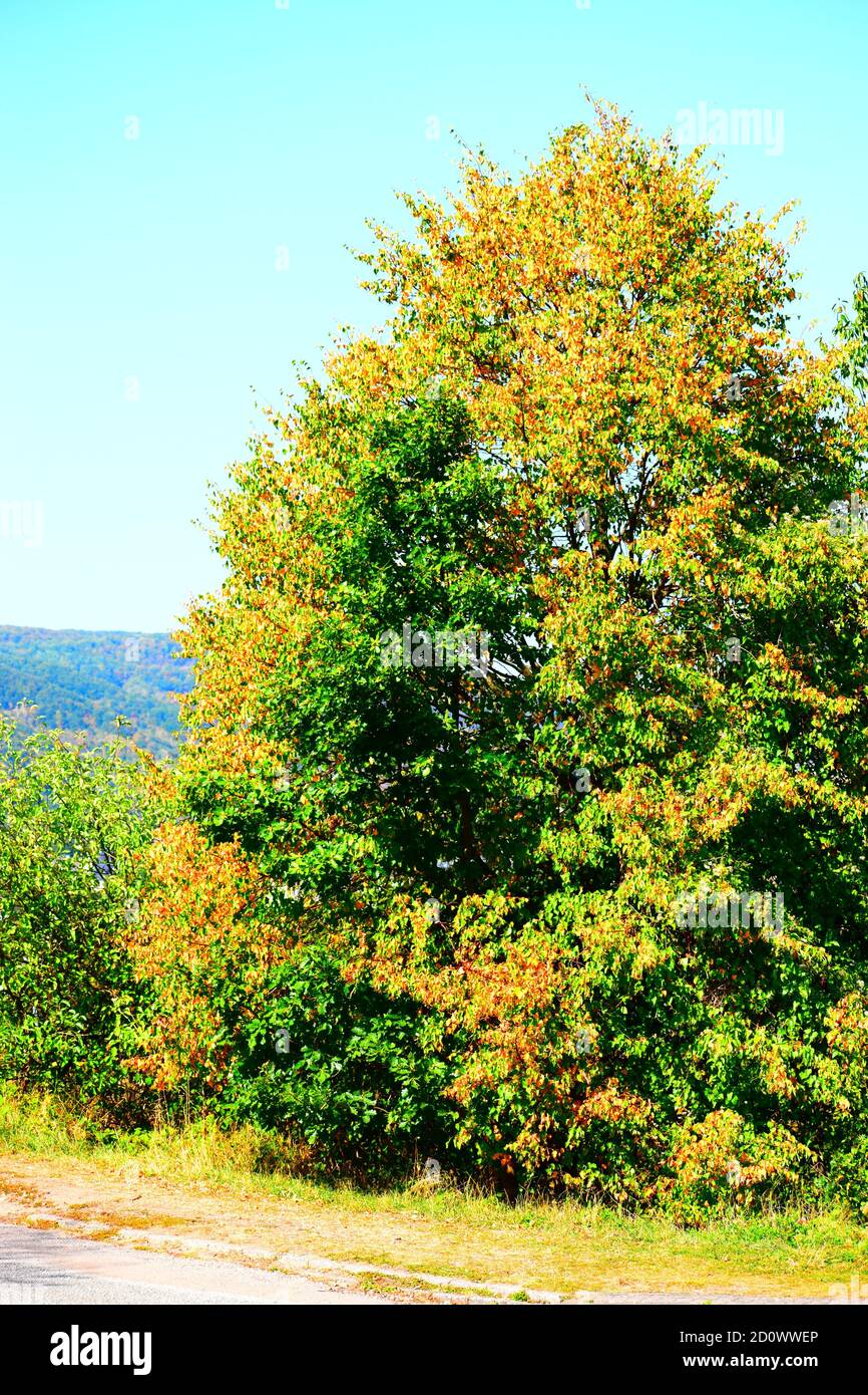 autumn tree in Mosel valley Stock Photo - Alamy