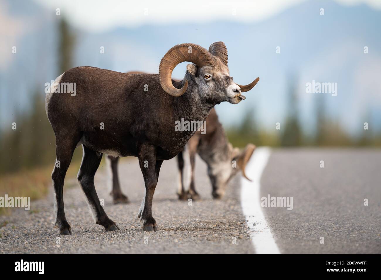 Stone sheep ram in the wild Stock Photo - Alamy