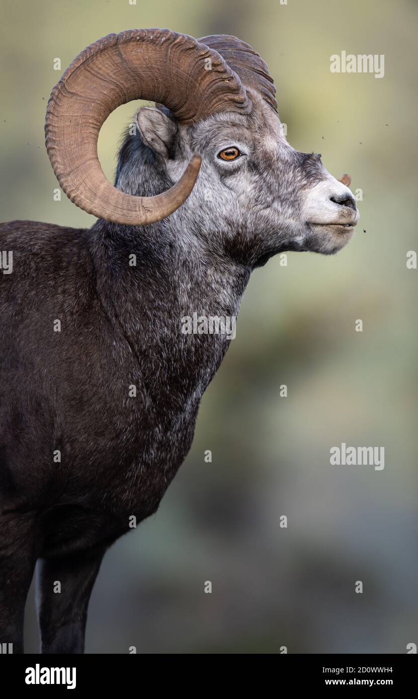 Stone sheep ram in the wild Stock Photo - Alamy